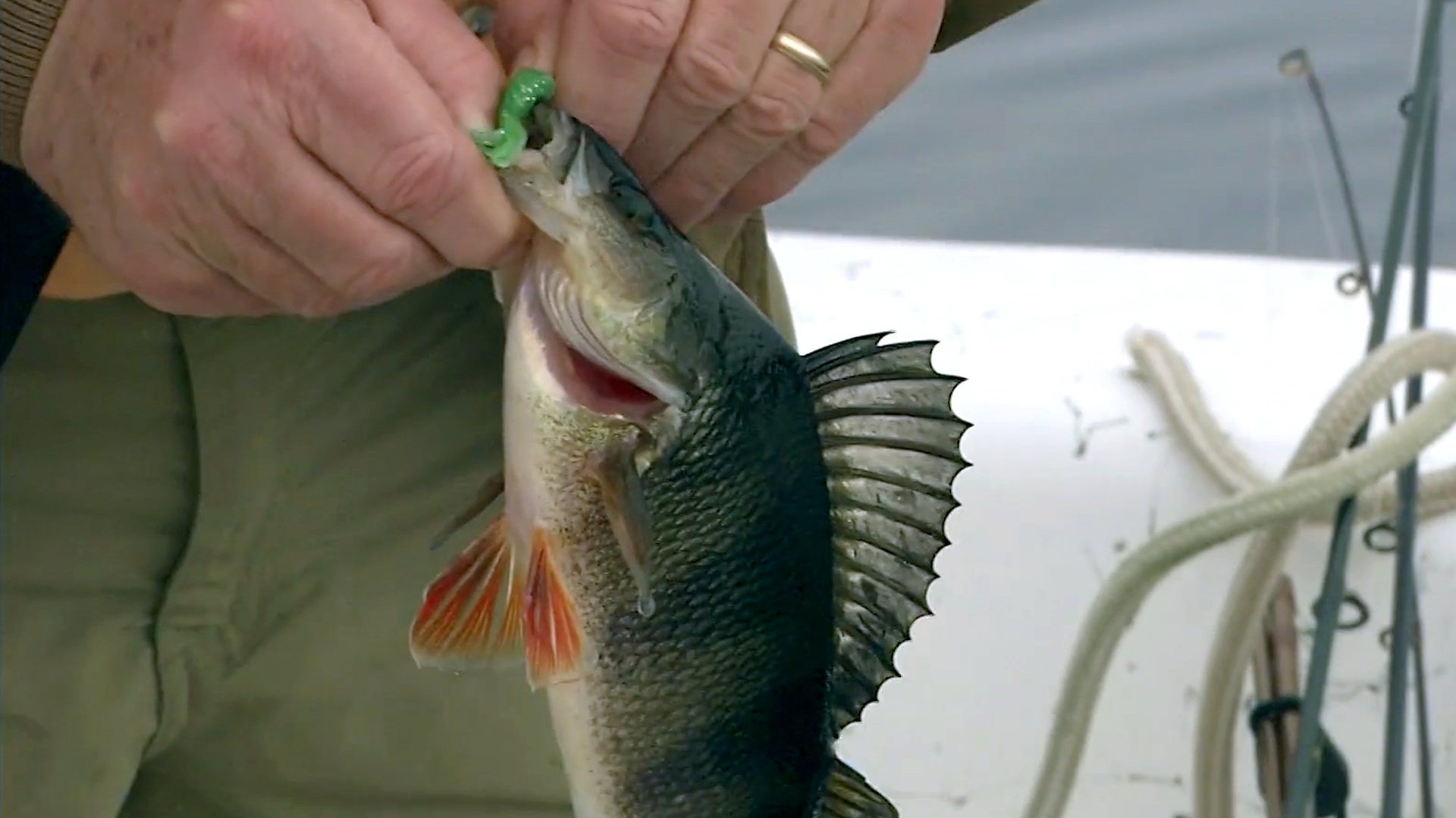 Late Winter Perch - Carolina Outdoor Journal - Fishing TV