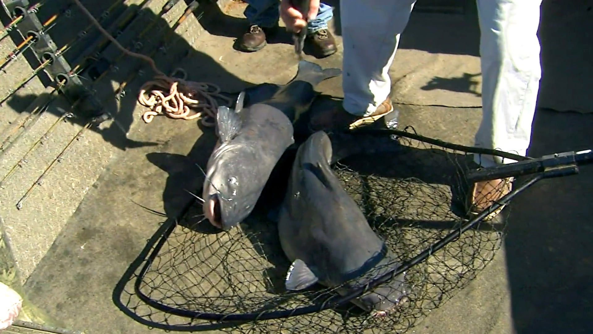 Pee Dee Catfish - Carolina Outdoor Journal - Fishing TV